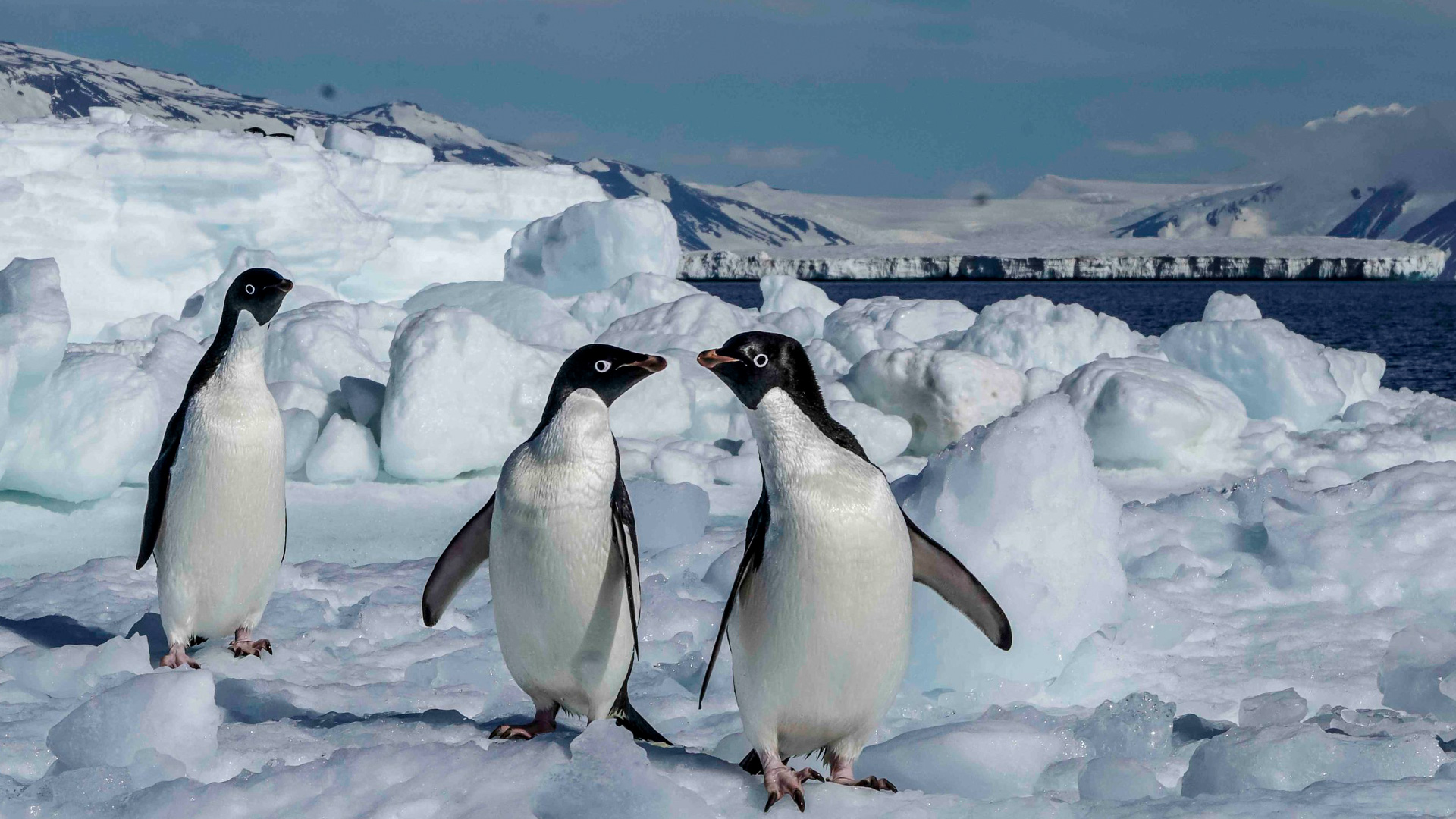 The Penguins of Antarctica | Antarctica | EYOS Expeditions