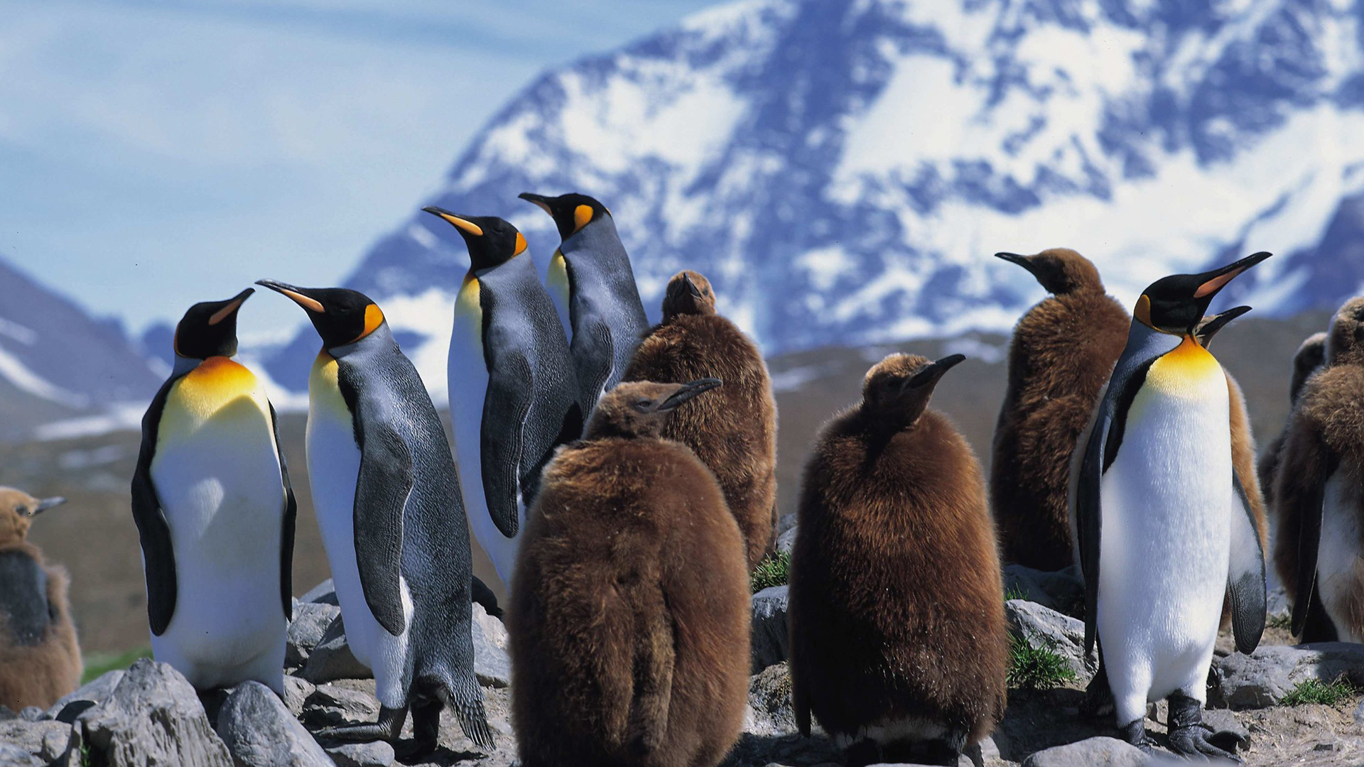 The Penguins of Antarctica | Antarctica | EYOS Expeditions