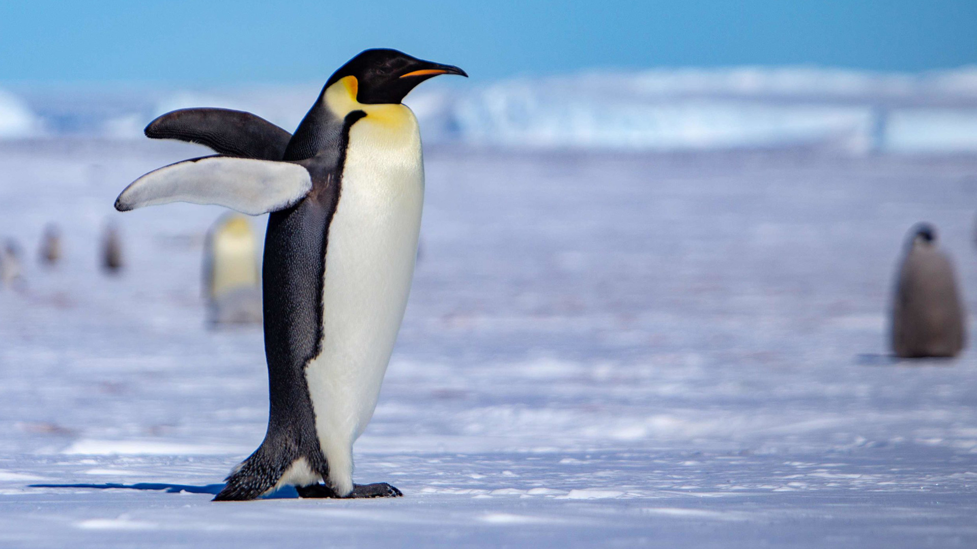 The Penguins of Antarctica | Antarctica | EYOS Expeditions