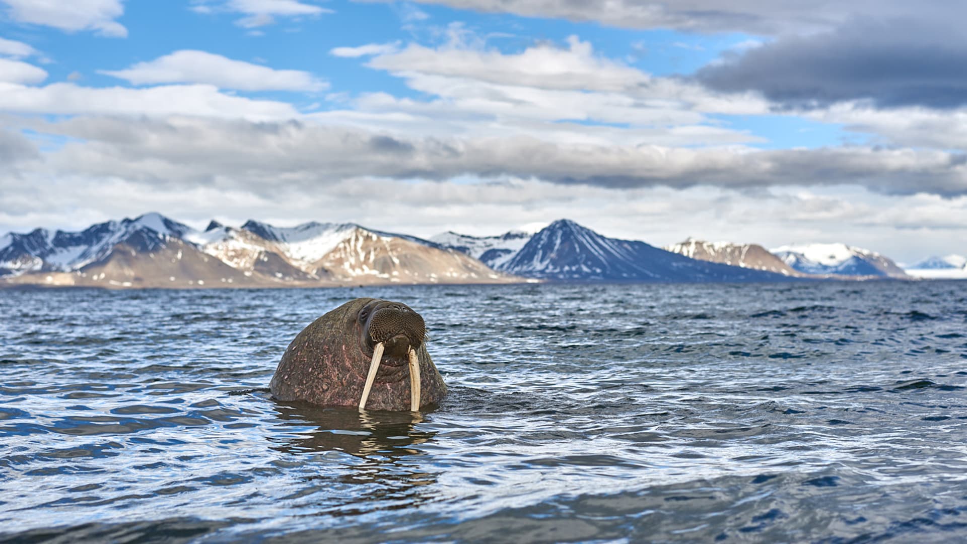 Svalbard Yacht Charter & Expeditions - Exploring Remote Polar Frontiers ...