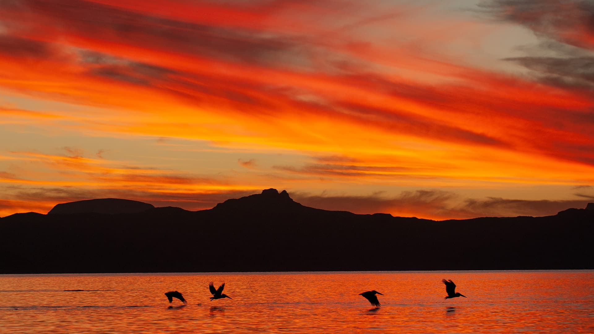 Baja California | The Best Whale Watching in the World | EYOS