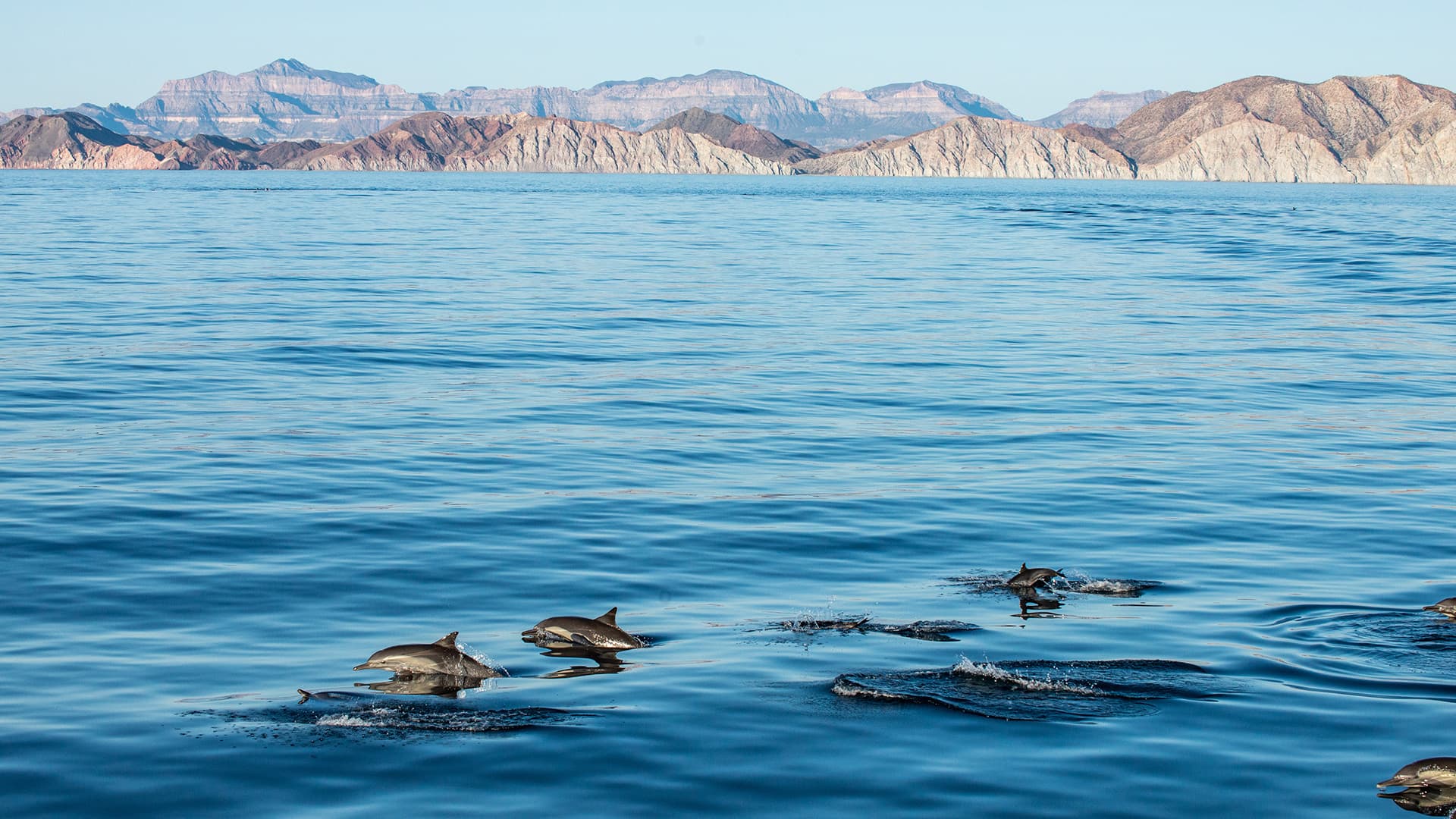 Baja California | The Best Whale Watching in the World | EYOS