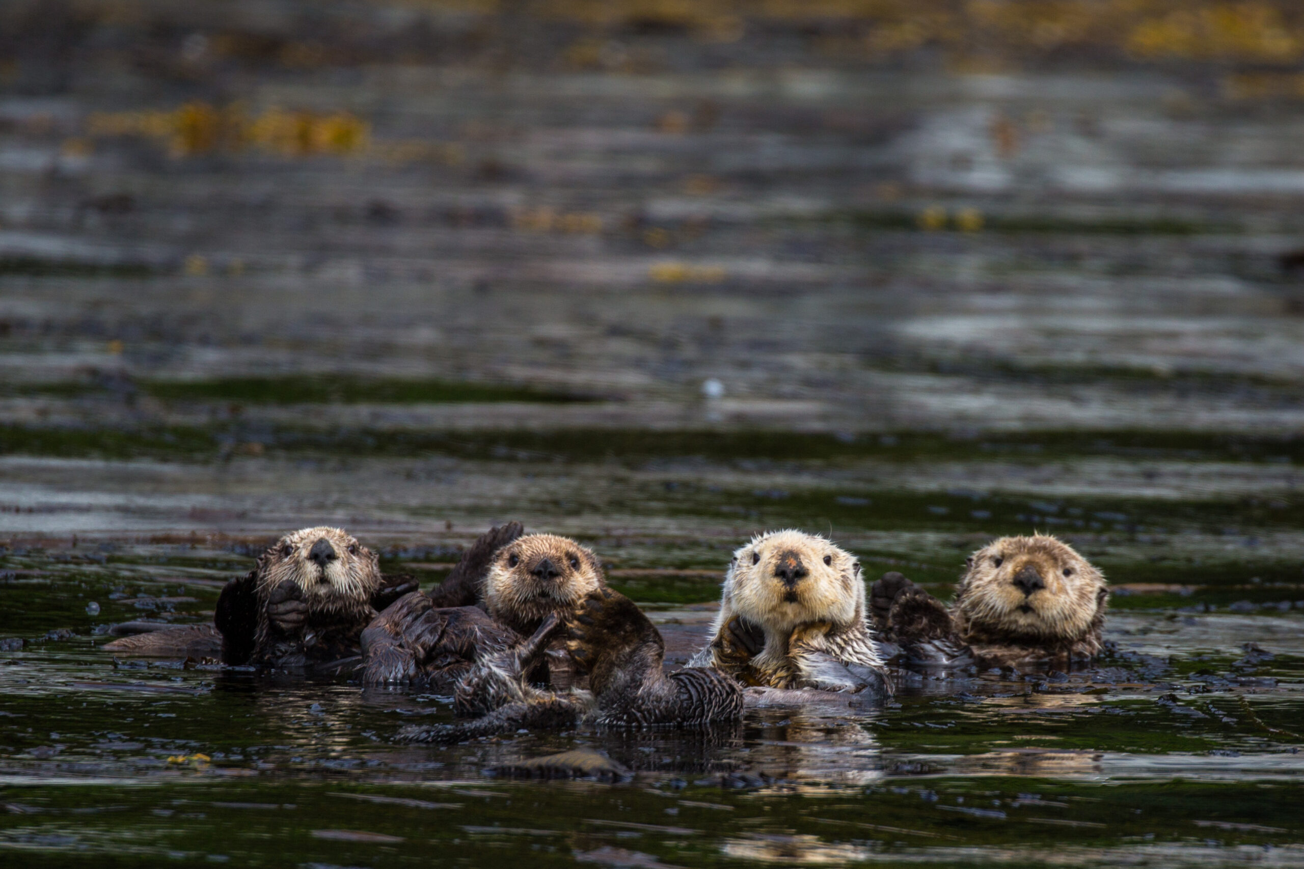 Photo Essay: Alaska's Inian Islands | EYOS Expeditions
