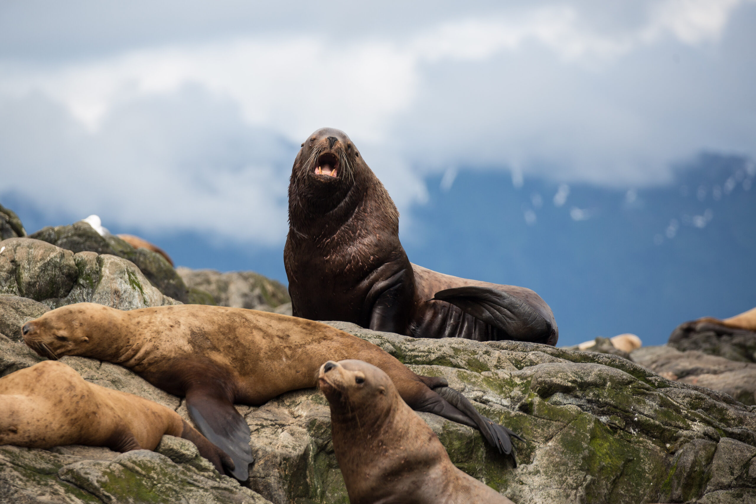 Photo Essay: Alaska's Inian Islands | EYOS Expeditions
