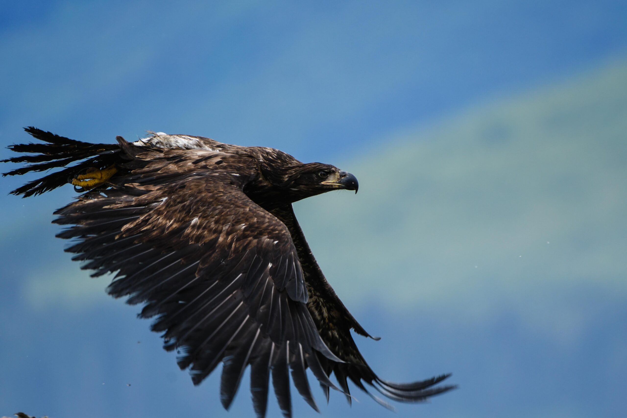 Photo Essay: Alaska's Inian Islands | EYOS Expeditions