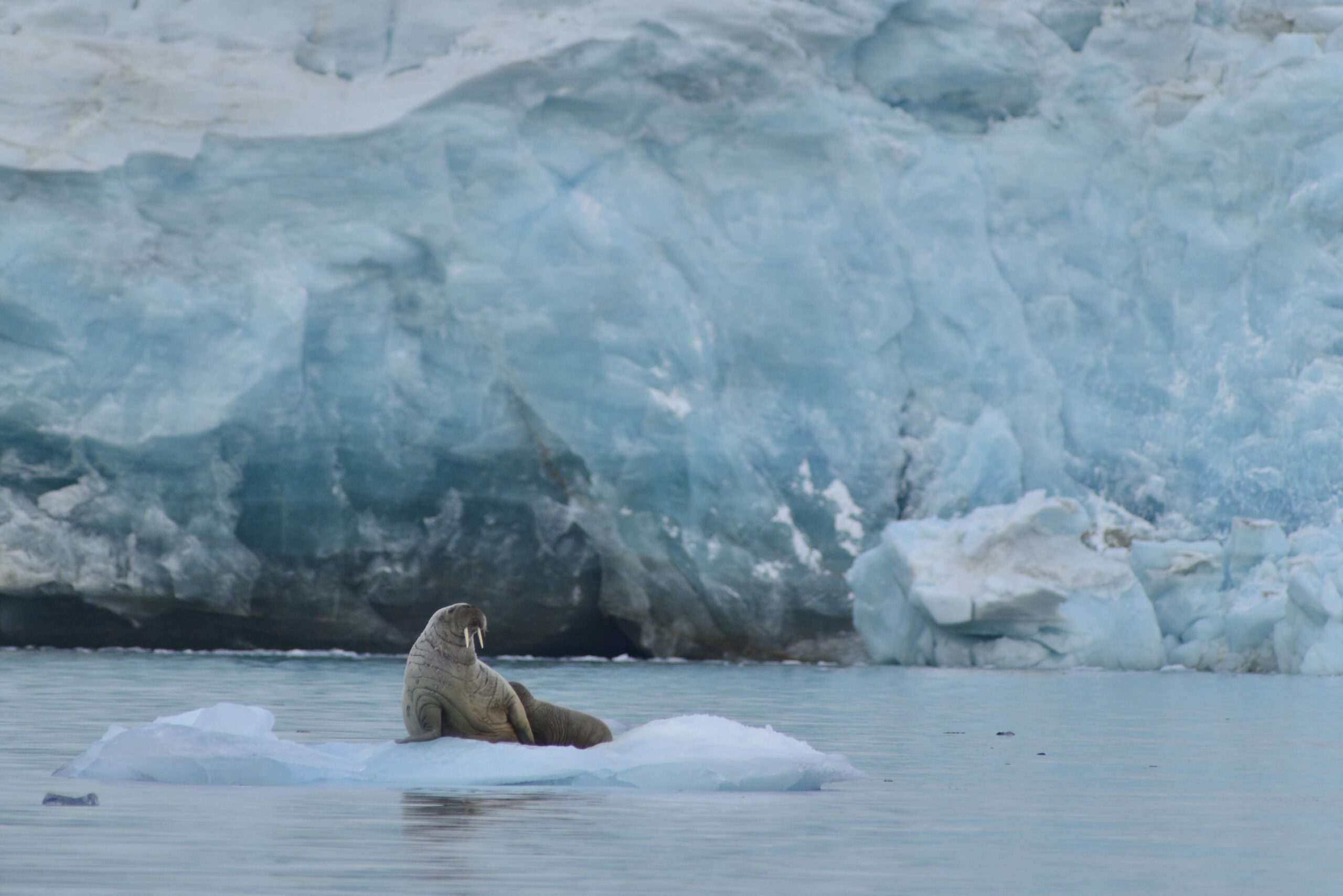 The Arctic "Big 5" | EYOS Expeditions