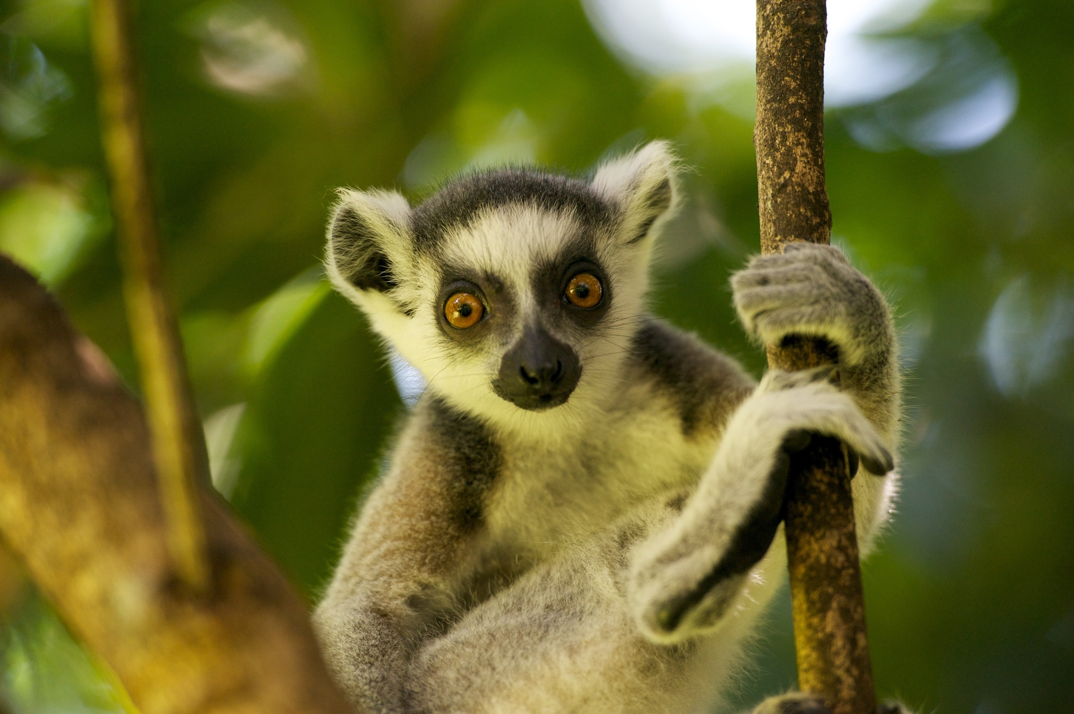Madagascar: The 8th Continent | EYOS Expeditions